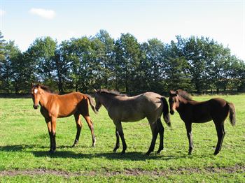 Heste frøblandinger - NatureGrass